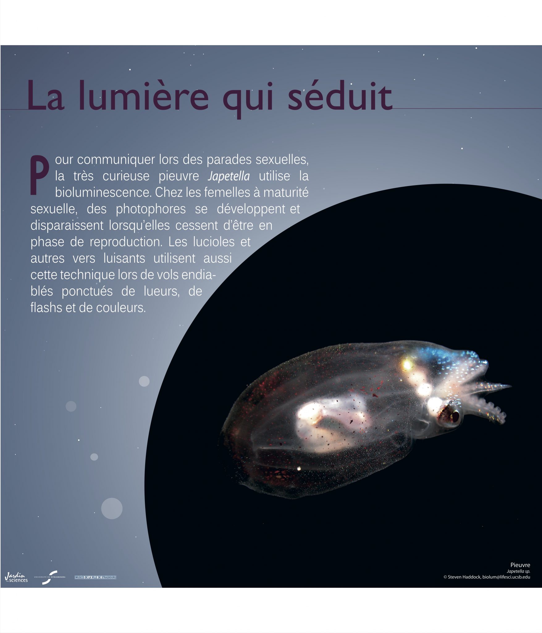 Bioluminescence – Zoom